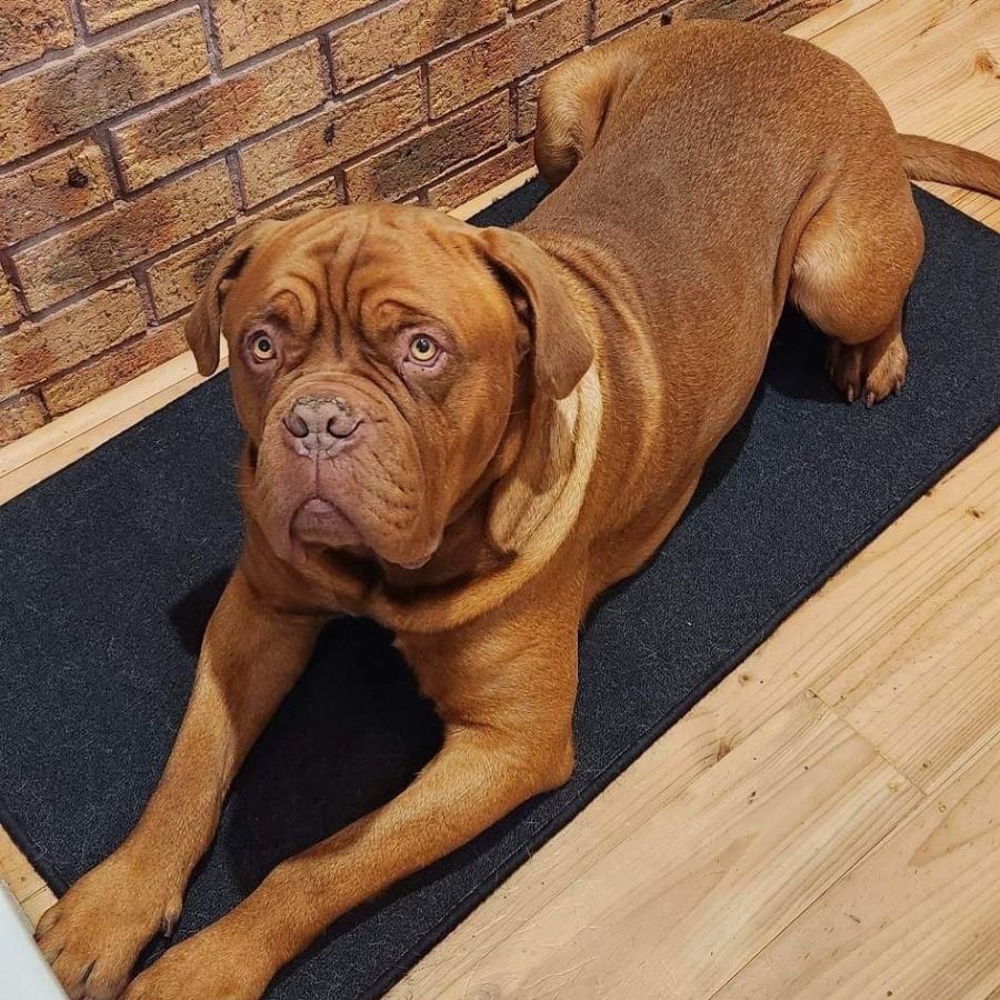 Boss - Large Male Dogue De Bordeaux Dog in VIC - PetRescue