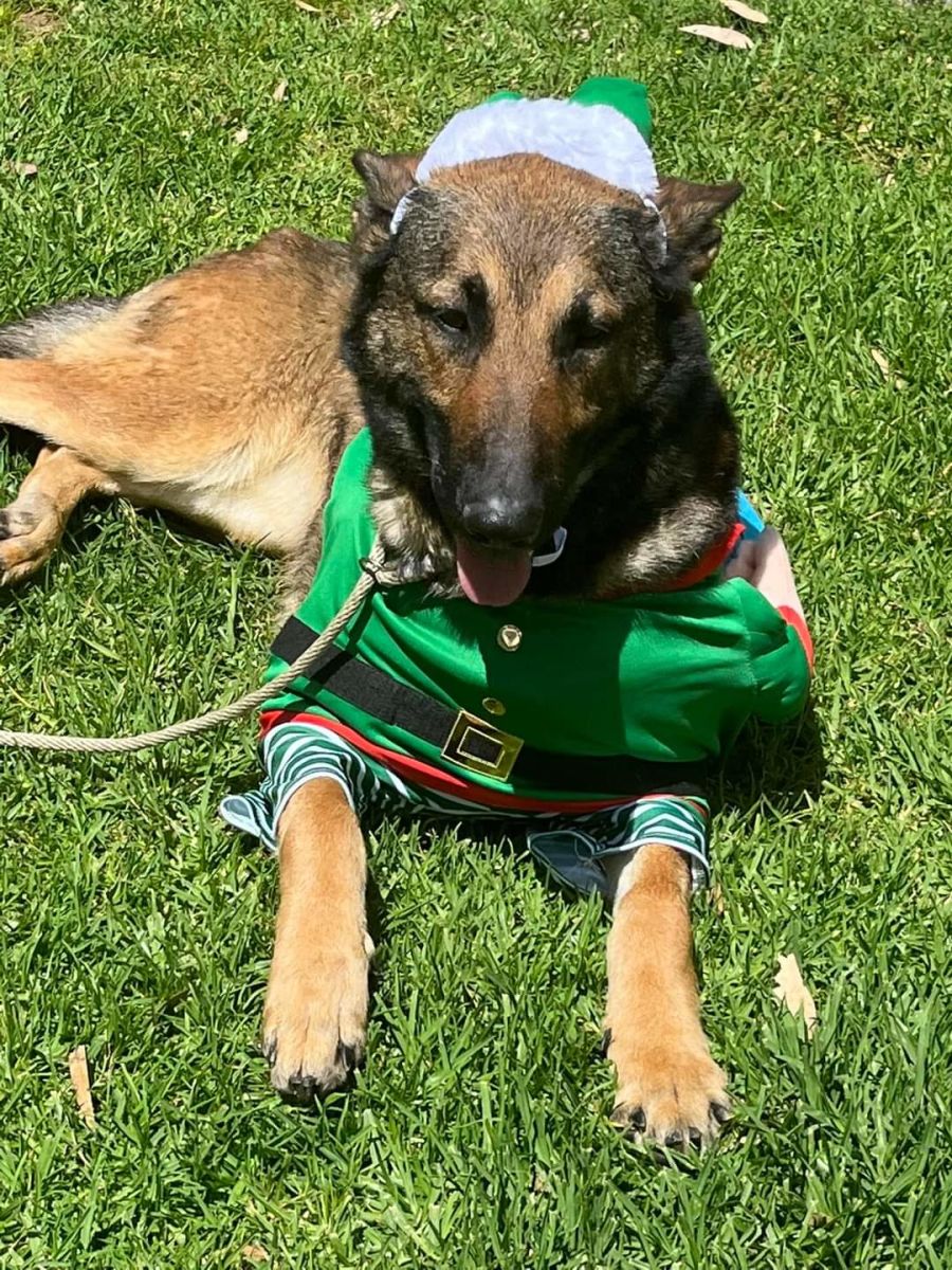 Jaquie - Medium Female Belgian Shepherd - Malinois x German Shepherd ...