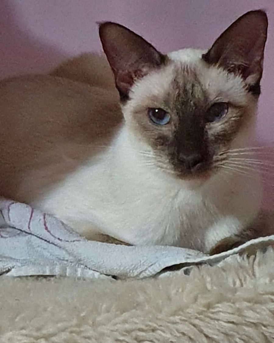 Ivy - Female Siamese Cat in NSW - PetRescue