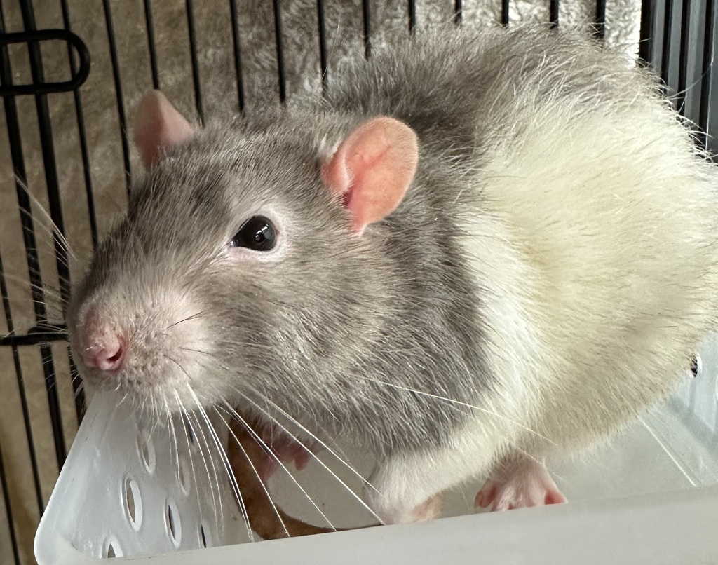 Jet - Male Rat Mix Rodent in VIC - PetRescue
