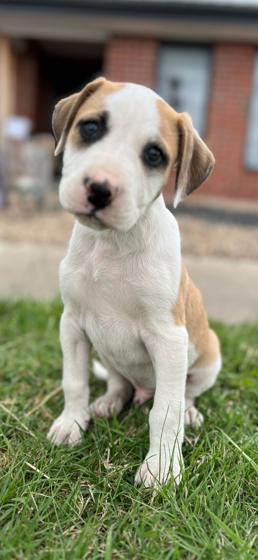 💗Riptide💗 - Medium Male Staffy Mix Dog in VIC - PetRescue