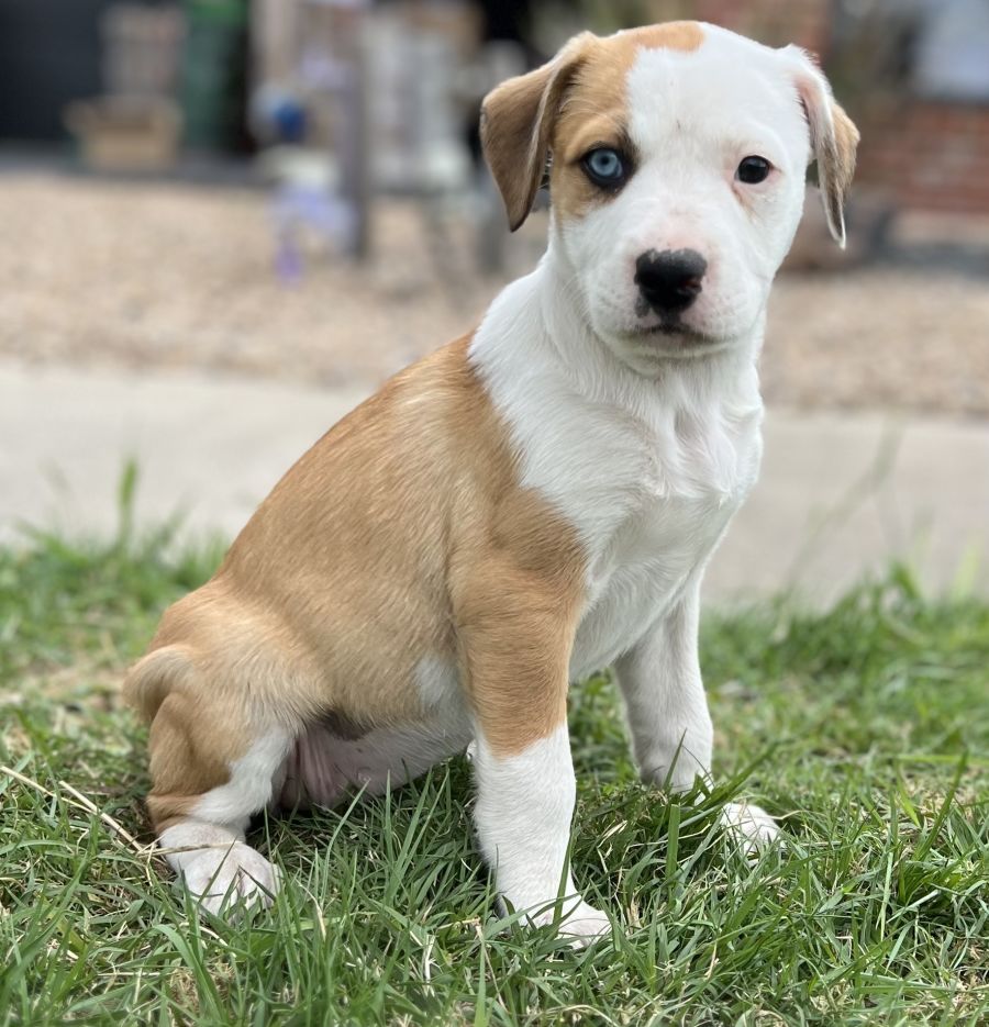 💗Summer💗 - Medium Female Staffy Mix Dog in VIC - PetRescue