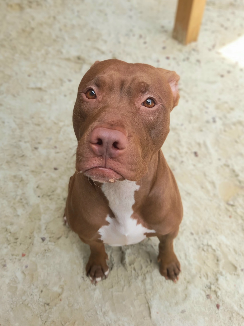 Brandy - Medium Female American Staffordshire Terrier Dog in VIC - PetRescue