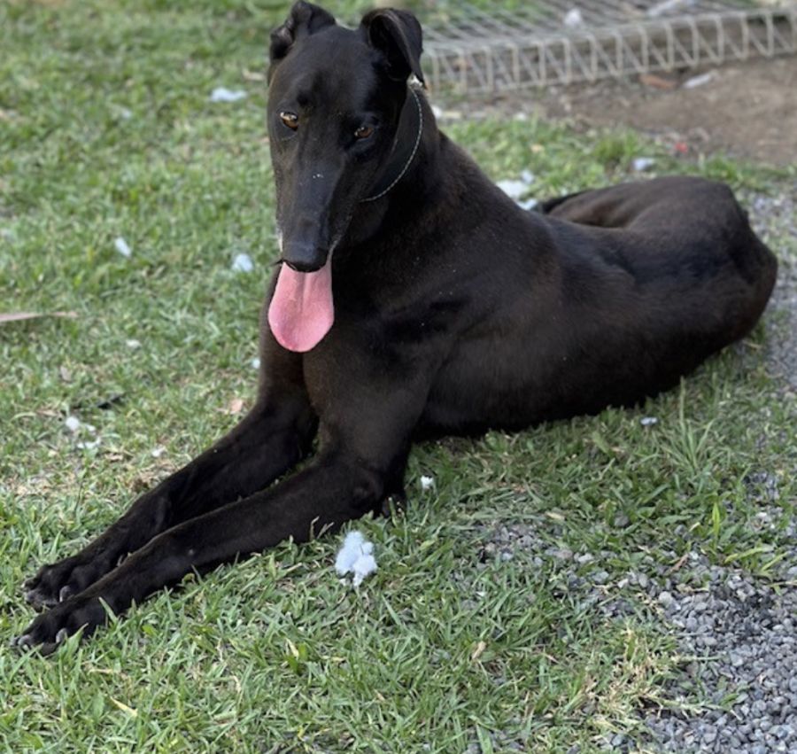 Six - Large Male Greyhound Dog in NSW - PetRescue