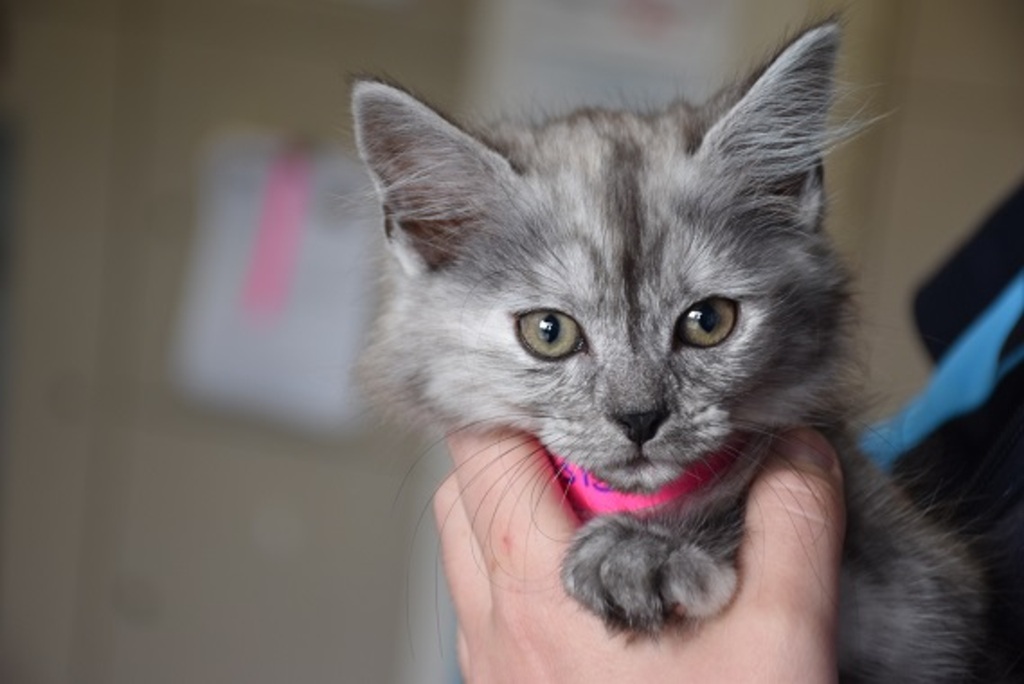 Mable - Female Domestic Medium Hair Mix Cat in VIC - PetRescue