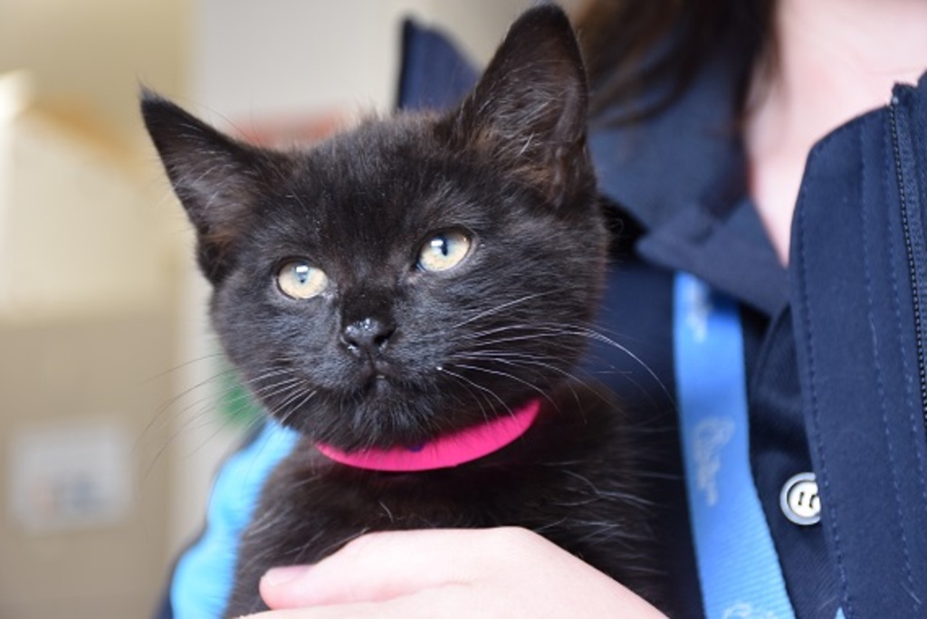 Julia - Female Domestic Medium Hair Mix Cat in VIC - PetRescue