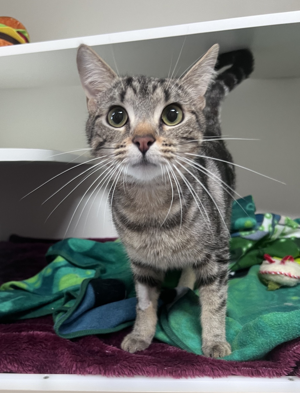 Angel - Female Dsh Mix Cat in WA - PetRescue