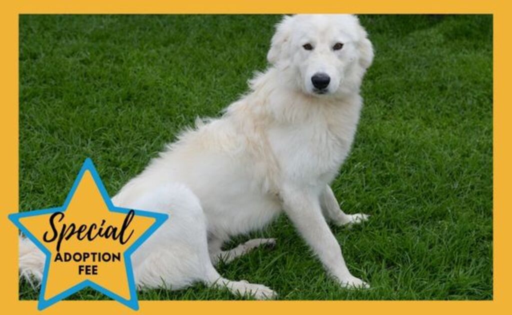 Al Pal - Large Male Maremma Sheepdog Mix Dog in VIC - PetRescue
