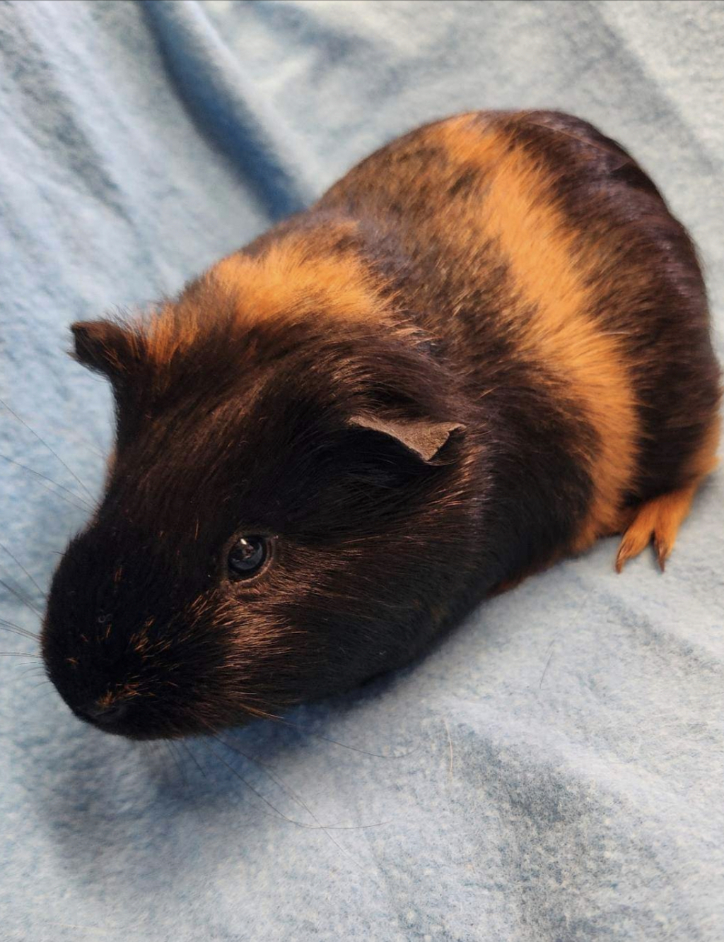 Raisin - Female Short-hair Smooth Hair Mix Guinea Pig in QLD - PetRescue