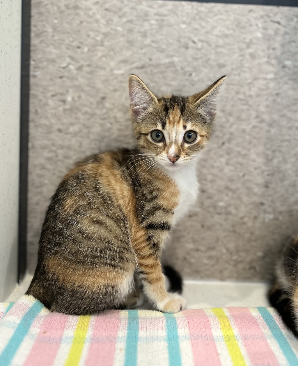 Sweety - Female Domestic Short Hair Mix Cat in NSW - PetRescue