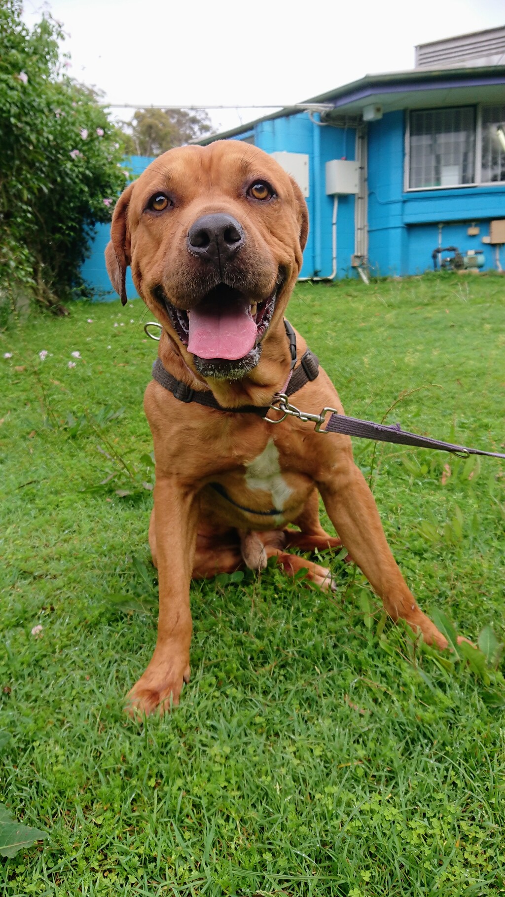 Zorro - Large Male Boxer x Rhodesian Ridgeback Mix Dog in QLD - PetRescue