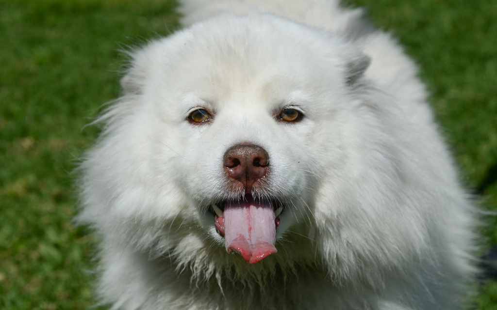 Honey Dew - Medium Female Samoyed Mix Dog in VIC - PetRescue