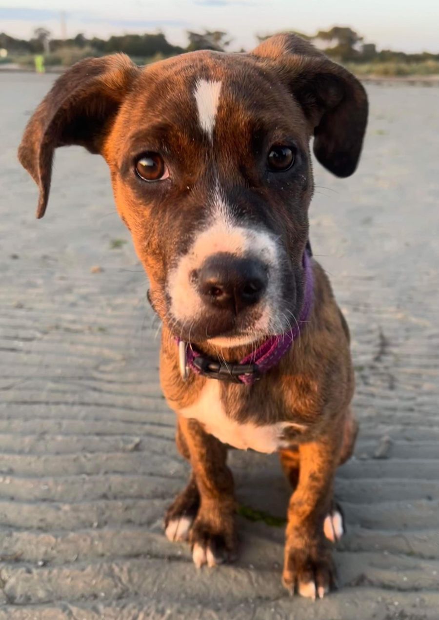 Harper - Large Female Staffy Mix Dog in VIC - PetRescue