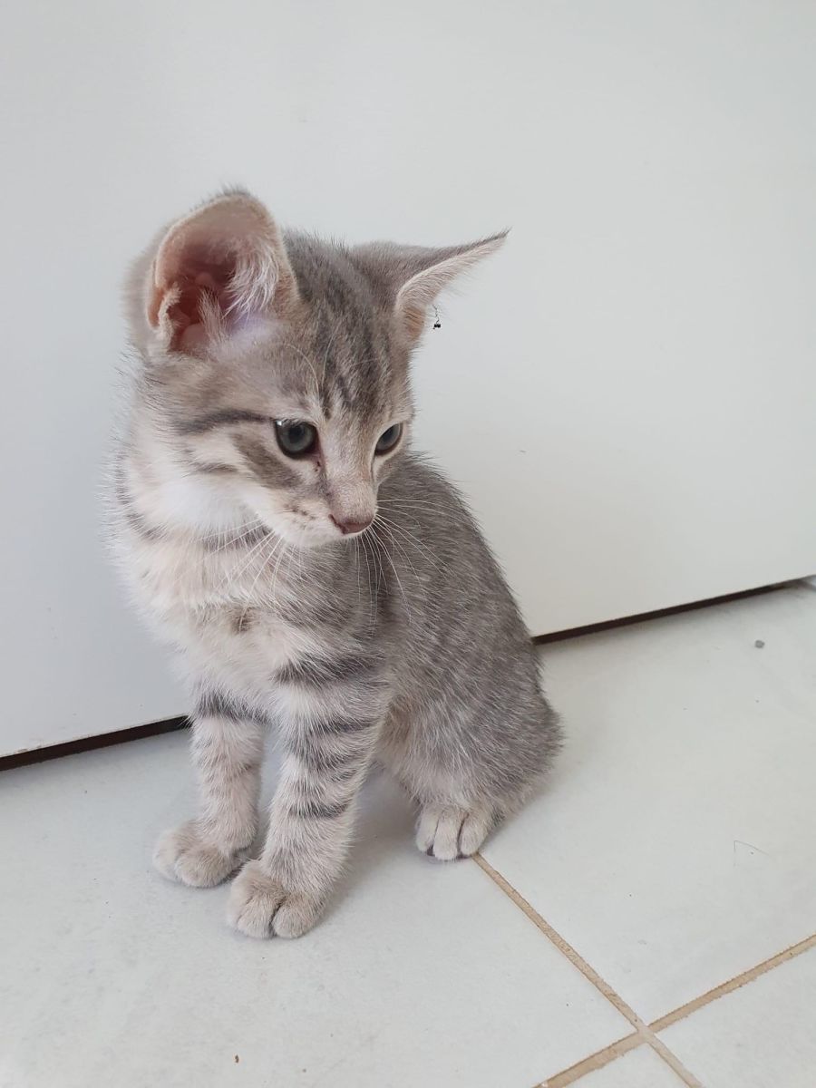 Lychee - Male Domestic Short Hair Cat in QLD - PetRescue