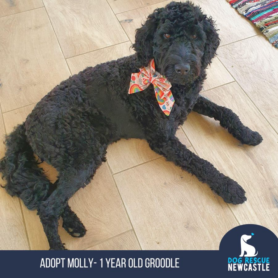 Molly - 1 Year Old Groodle - On Trial 22/12/22 - Medium Female Golden ...