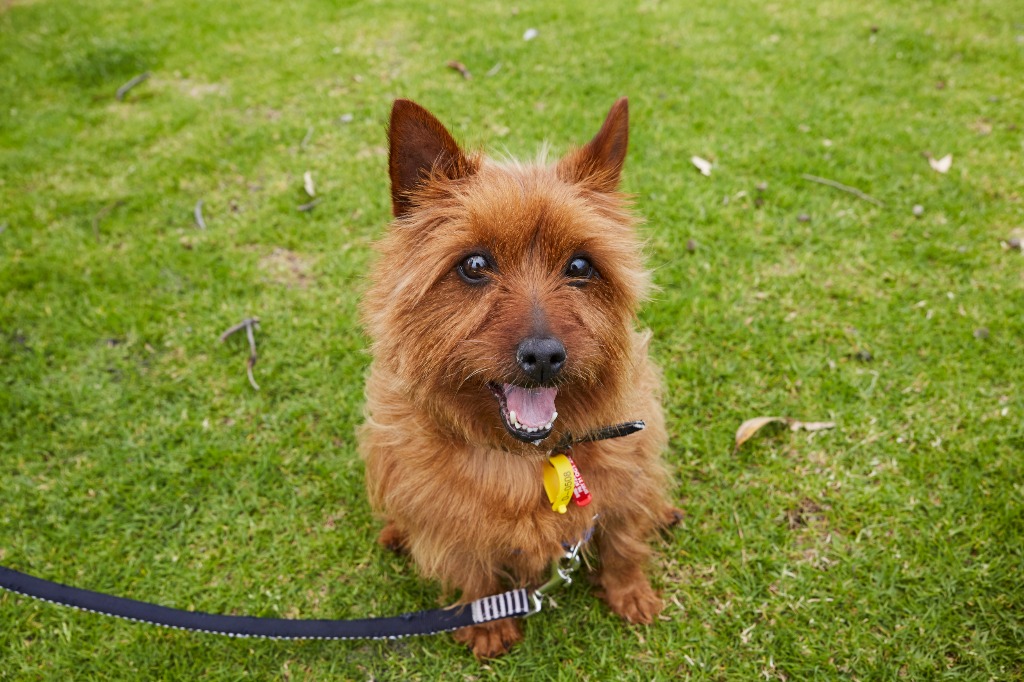 Ruby - Small Female Mixed Breed Dog in WA - PetRescue