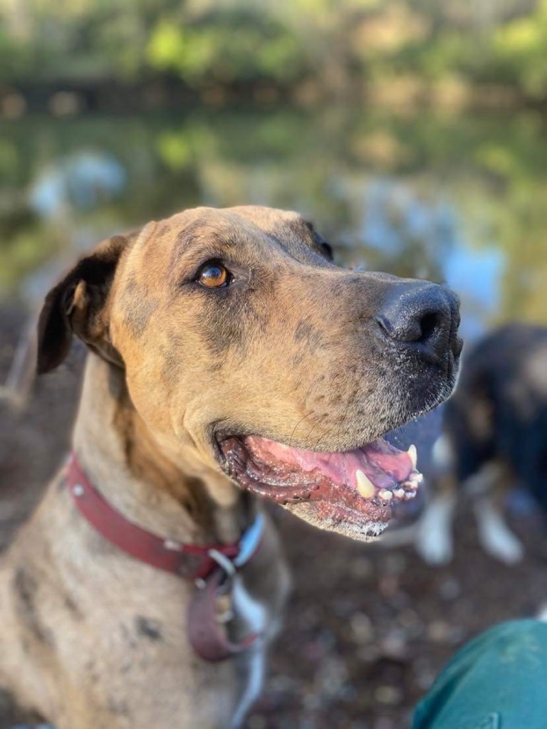 Priscilla - Large Female Great Dane x Mixed Breed Mix Dog in QLD ...