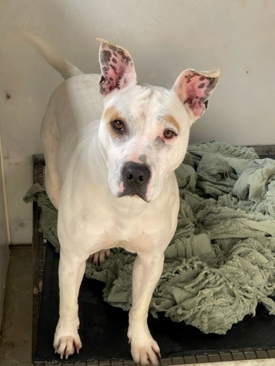 Missy - Medium Female Staffy x Rhodesian Ridgeback Mix Dog in VIC ...