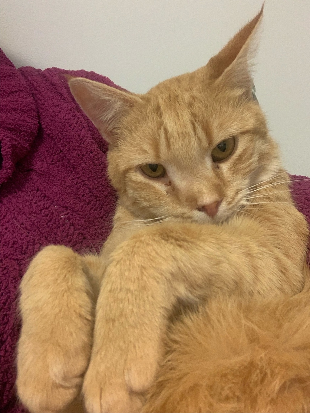 Stumpy - Male Domestic Short Hair Mix Cat in NSW - PetRescue