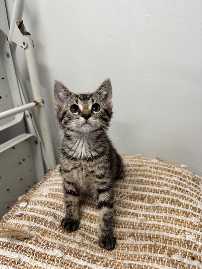 Russel - Male Domestic Short Hair Cat in TAS - PetRescue
