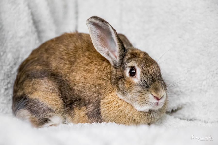 Delilah 💕 - Female Dwarf Mix Rabbit in VIC - PetRescue