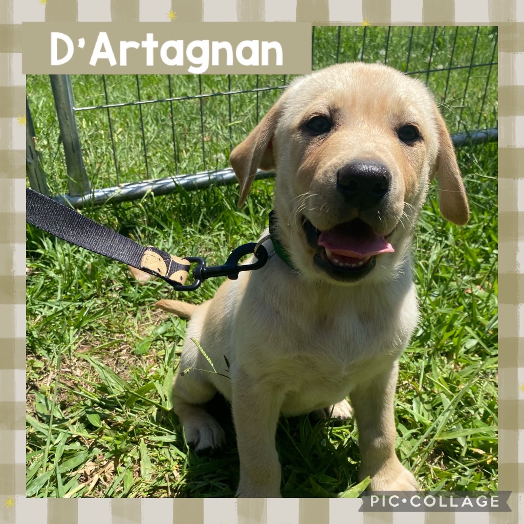 D’Artagnan - Large Male Mixed Breed Mix Dog in QLD - PetRescue
