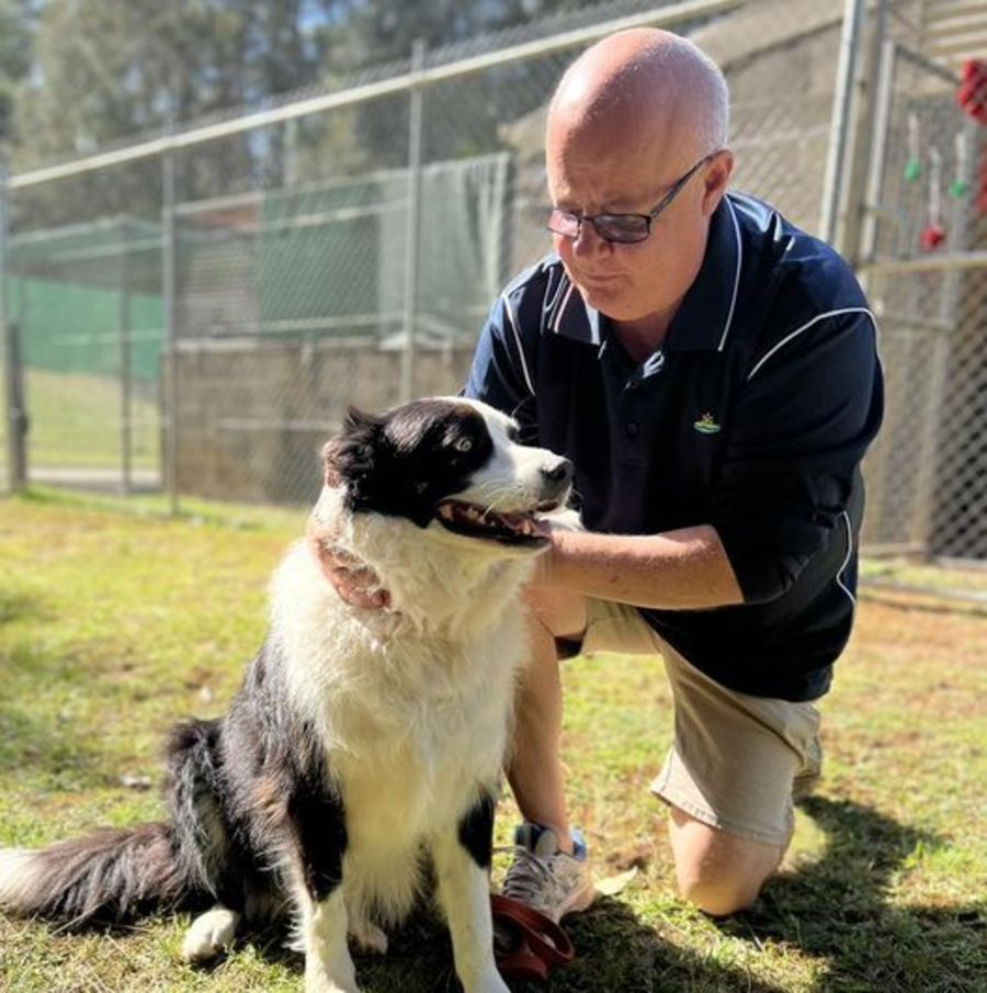Bruno - Medium Male Border Collie Dog in NSW - PetRescue