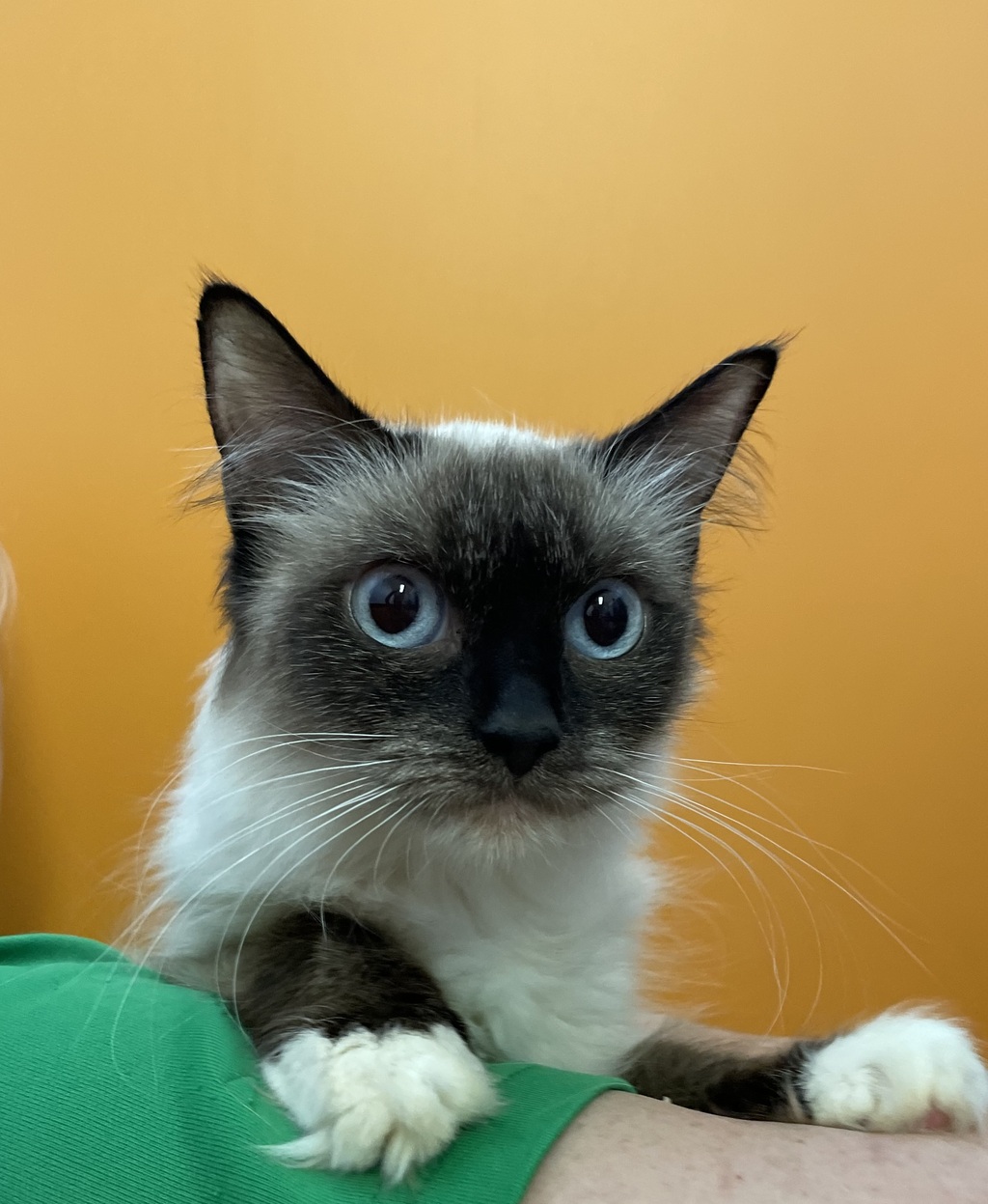 Alaska - Female Ragdoll Mix Cat in QLD - PetRescue