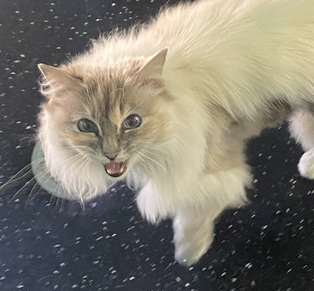 Flossy - Female Ragdoll Mix Cat in VIC - PetRescue