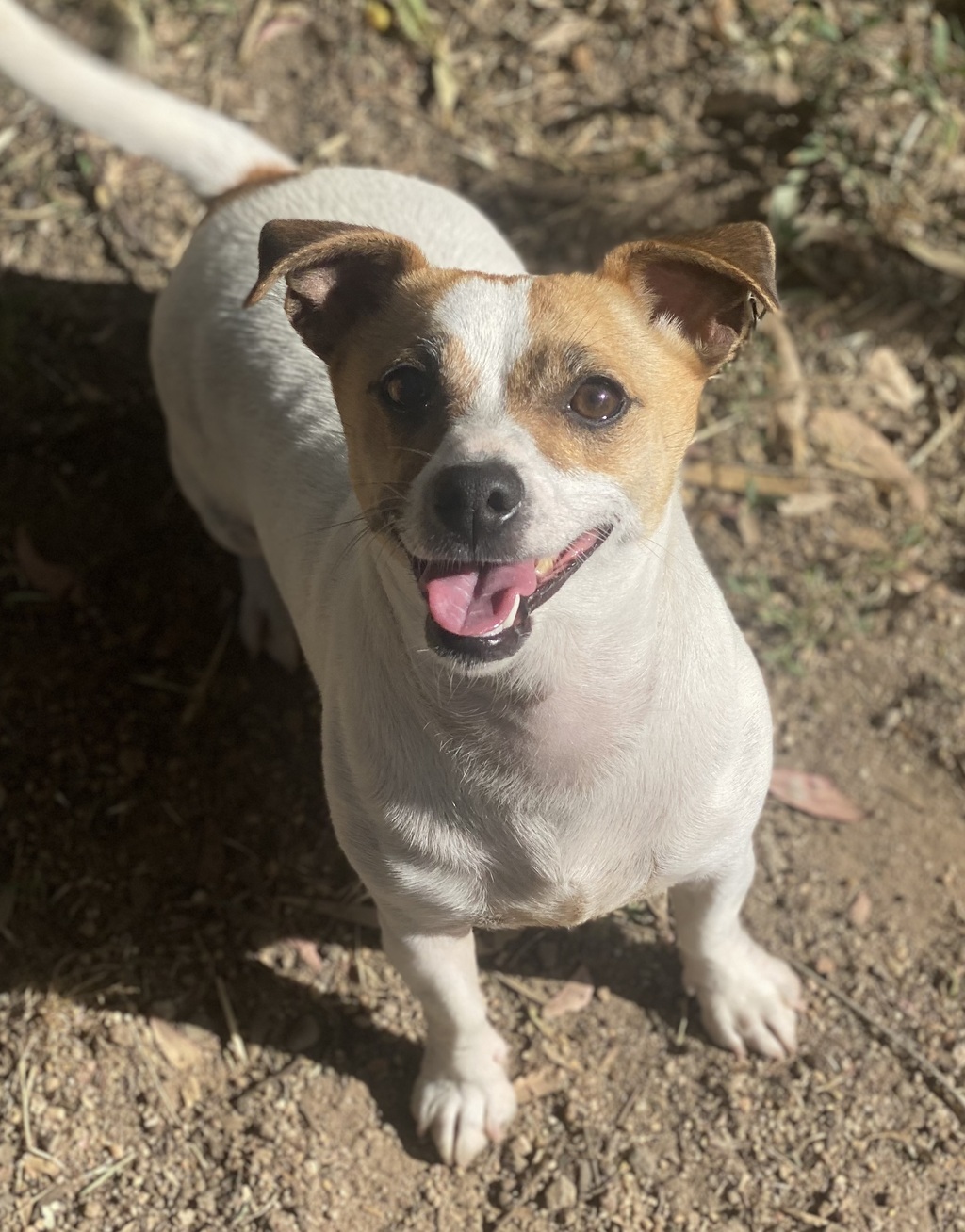 Smudge - Small Female Mini Foxy Mix Dog in VIC - PetRescue