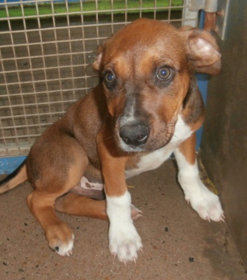 Axel - Small Male Rhodesian Ridgeback Mix Dog in QLD - PetRescue