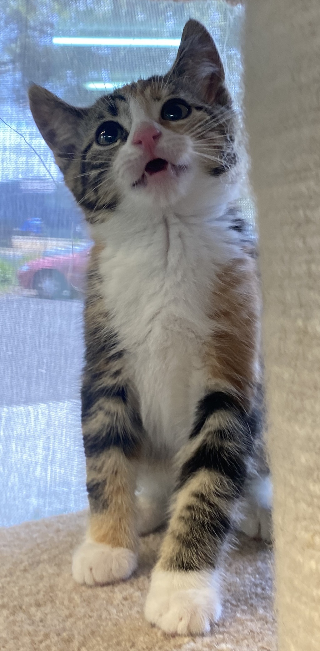 Splinter - Female Domestic Short Hair Mix Cat in VIC - PetRescue