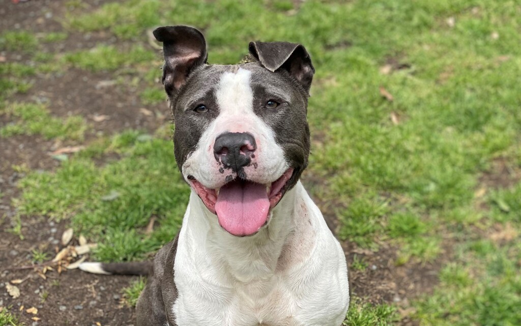 nala - Medium Female American Staffy Mix Dog in VIC - PetRescue