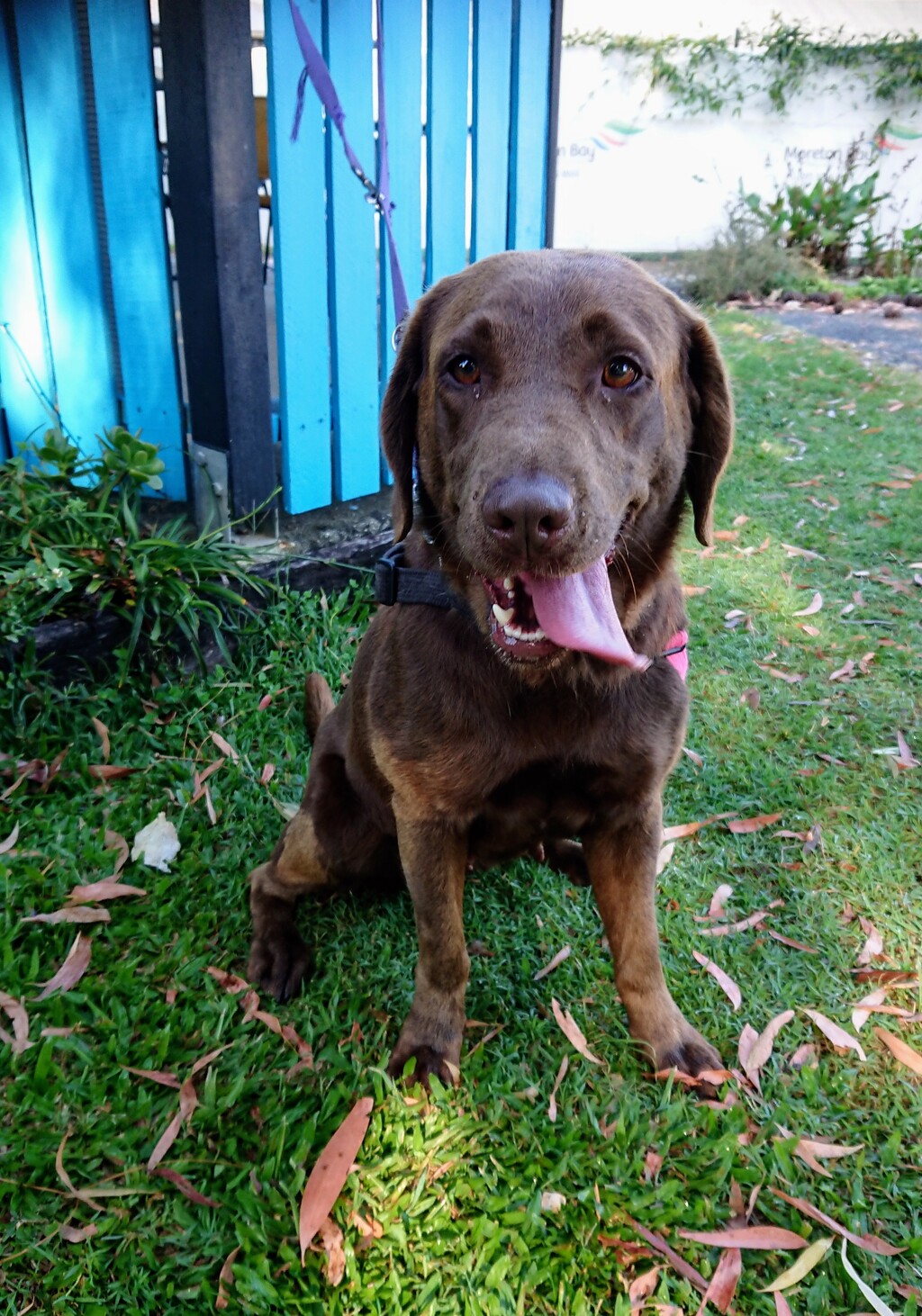Cola - Large Female Labrador Retriever Mix Dog in QLD - PetRescue
