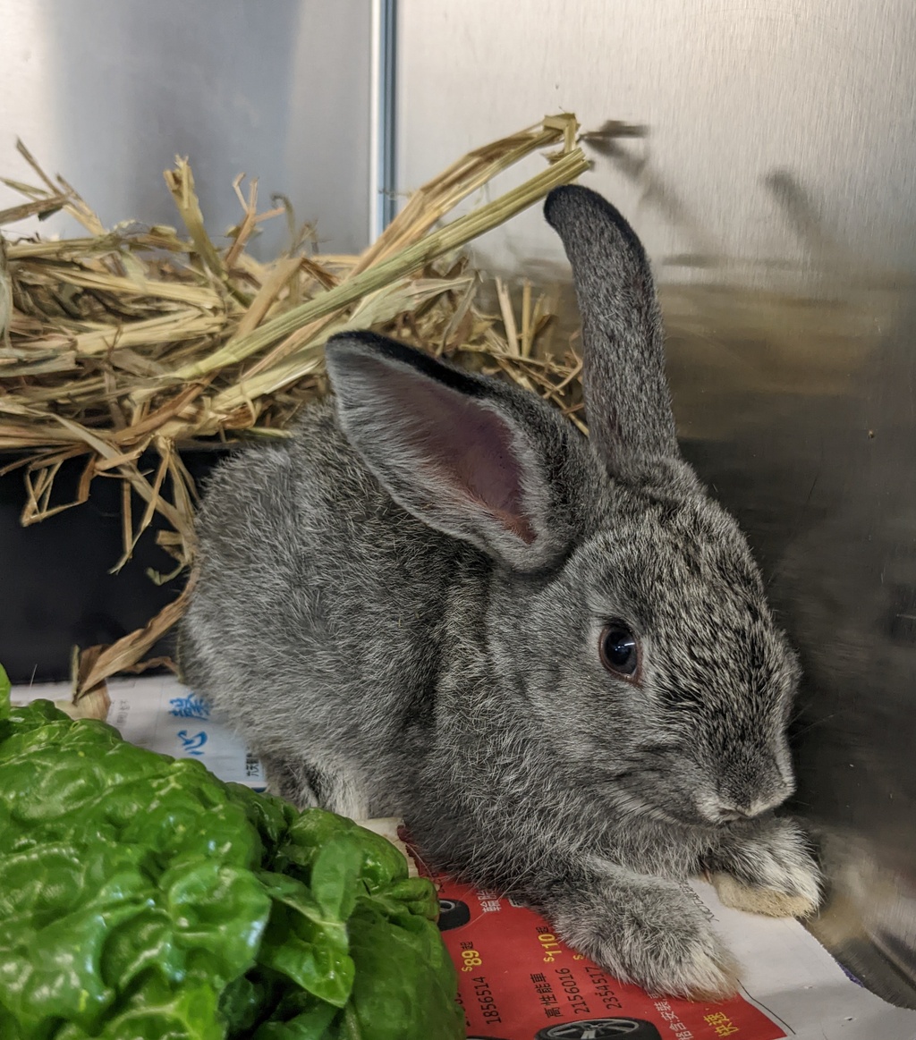 Paper - Female Bunny Rabbit Mix Rabbit in WA - PetRescue