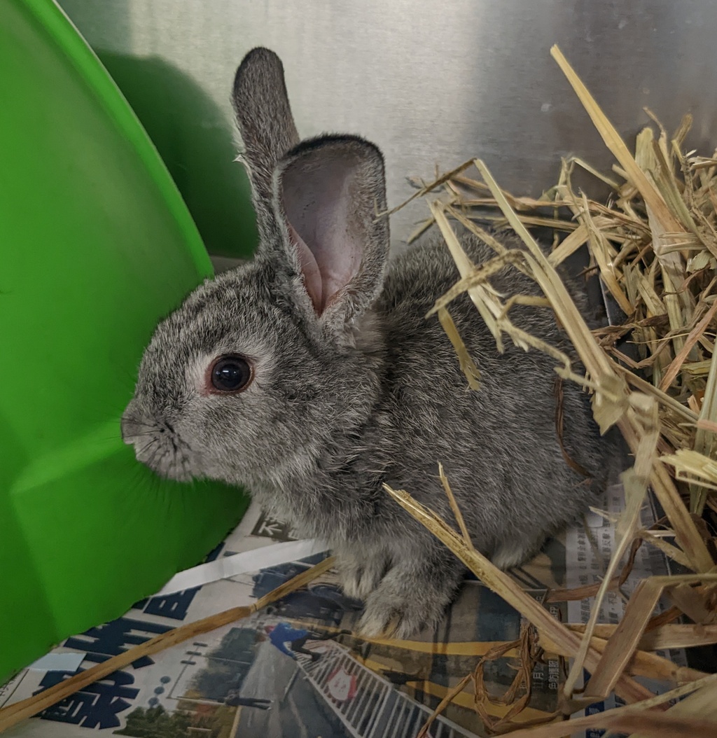 Pencil - Male Bunny Rabbit Mix Rabbit in WA - PetRescue