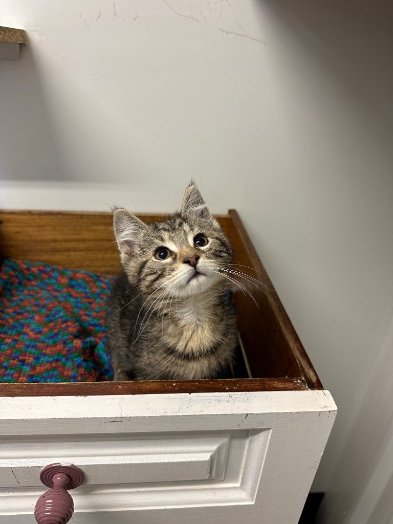 Splotch - Male Domestic Short Hair Cat in TAS - PetRescue