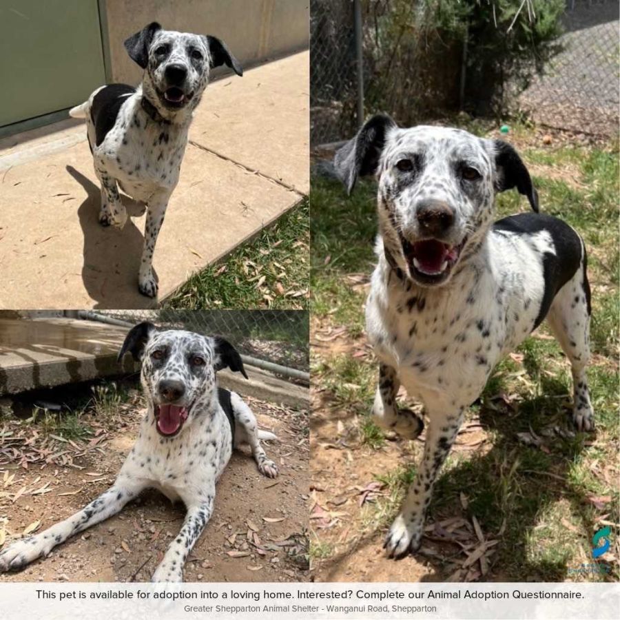 Jessie - Large Female Dalmatian x Border Collie Dog in VIC - PetRescue
