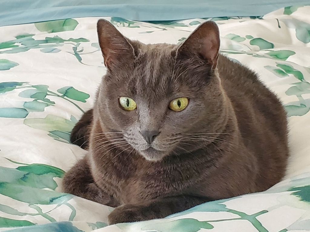 Boo-Boo - Female Domestic Short Hair Mix Cat in WA - PetRescue