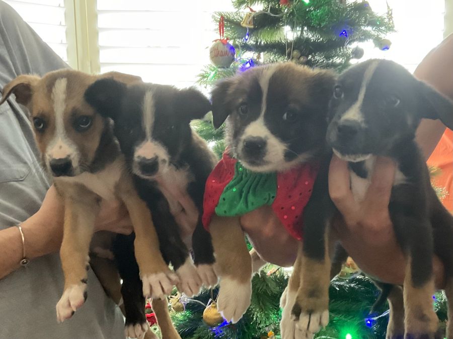 Dasher, Dancer, Prancer & Vixen - Medium Male Mixed Breed Dog in NSW ...