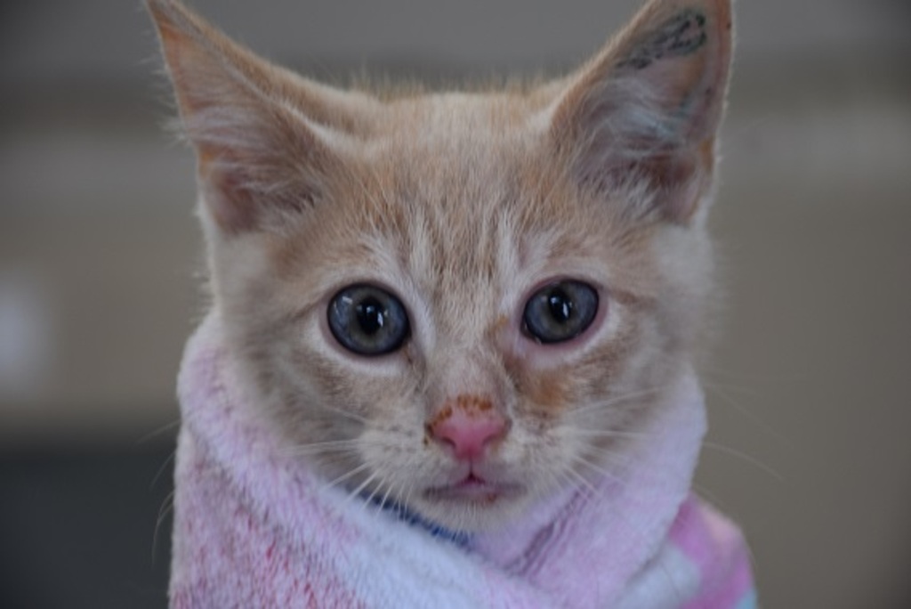 Prosecco - Male Domestic Short Hair Mix Cat in VIC - PetRescue