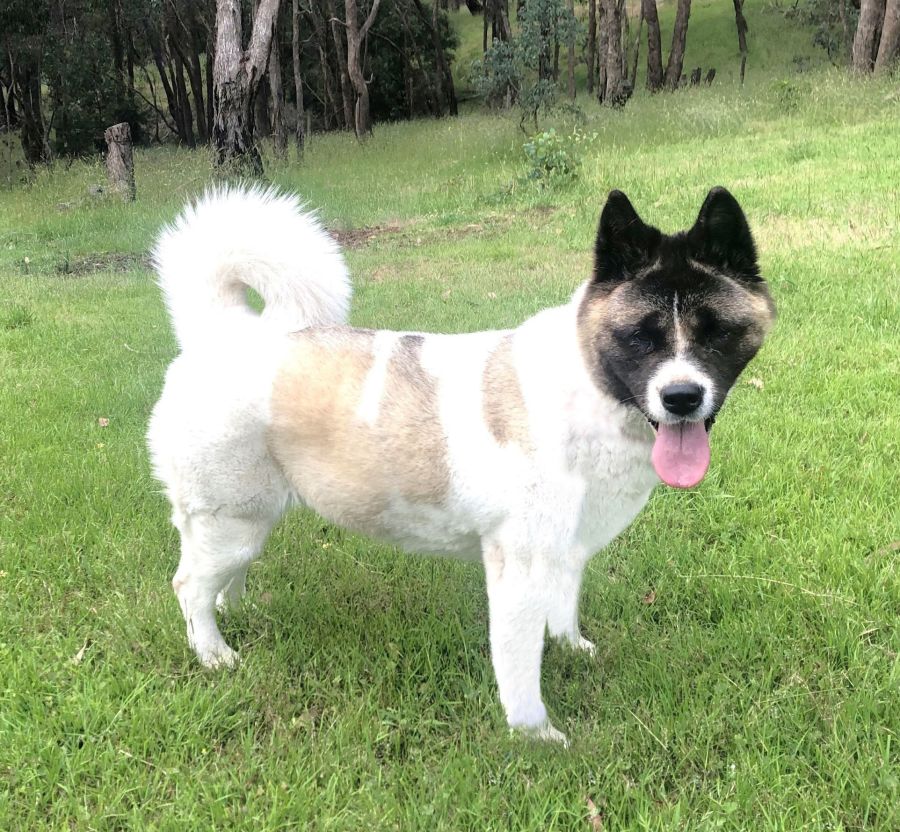 Yumi - Large Female Akita Inu Dog in VIC - PetRescue