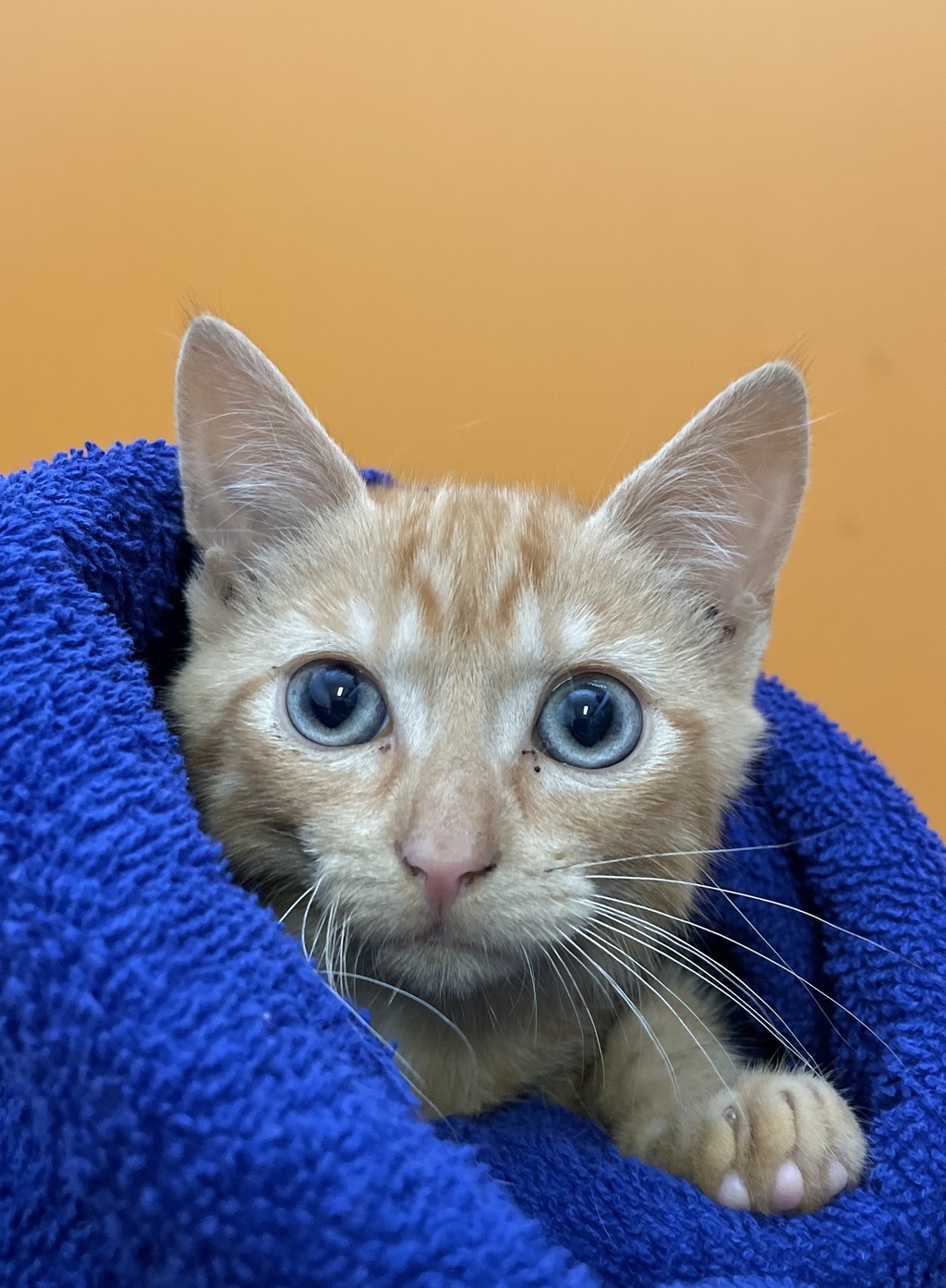 Butternut - Female Domestic Short Hair Mix Cat in QLD - PetRescue
