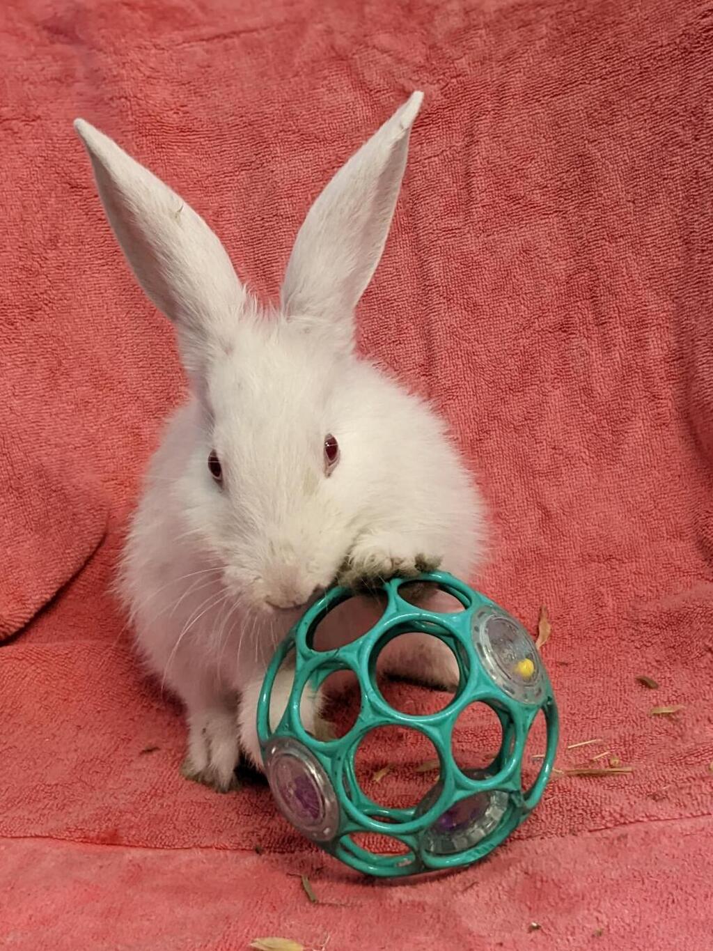 Snowy - Male Dsh Mix Rabbit in WA - PetRescue