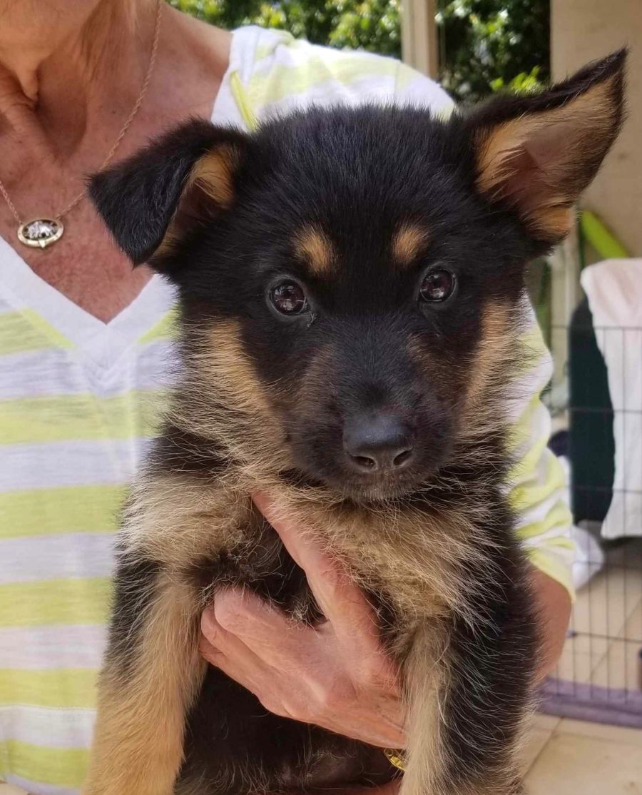 Brontë - Medium Female German Shepherd x Kelpie Mix Dog in NSW - PetRescue
