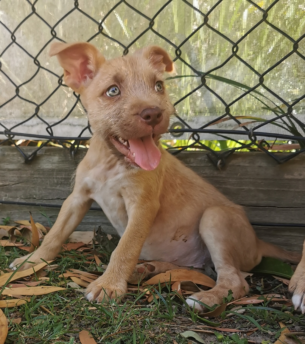 Suki - Medium Female Shih Tzu x English Staffordshire Bull Terrier Mix ...