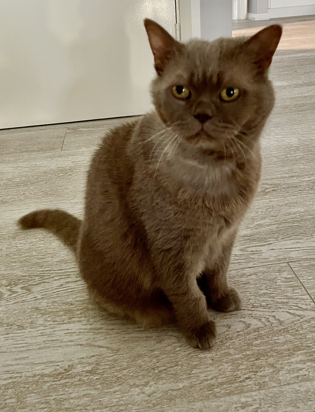 Molly - Female British Shorthair Mix Cat in WA - PetRescue
