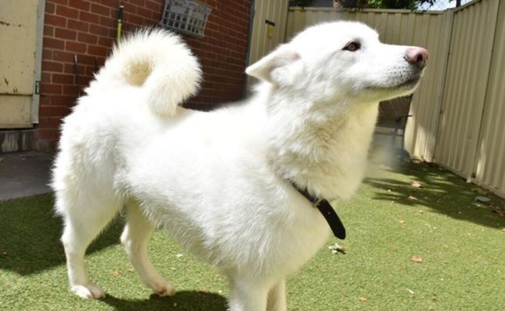 Beluga - Large Male Siberian Husky Mix Dog in VIC - PetRescue