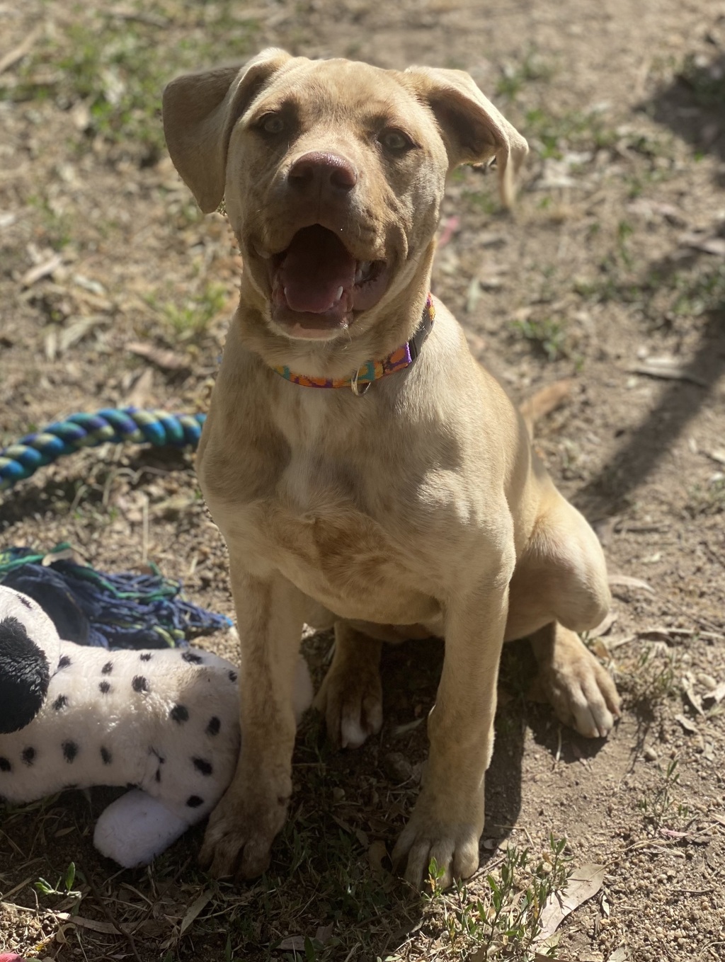 Shelby (Lucy) - Medium Female Boxer x Staffy Mix Dog in VIC - PetRescue