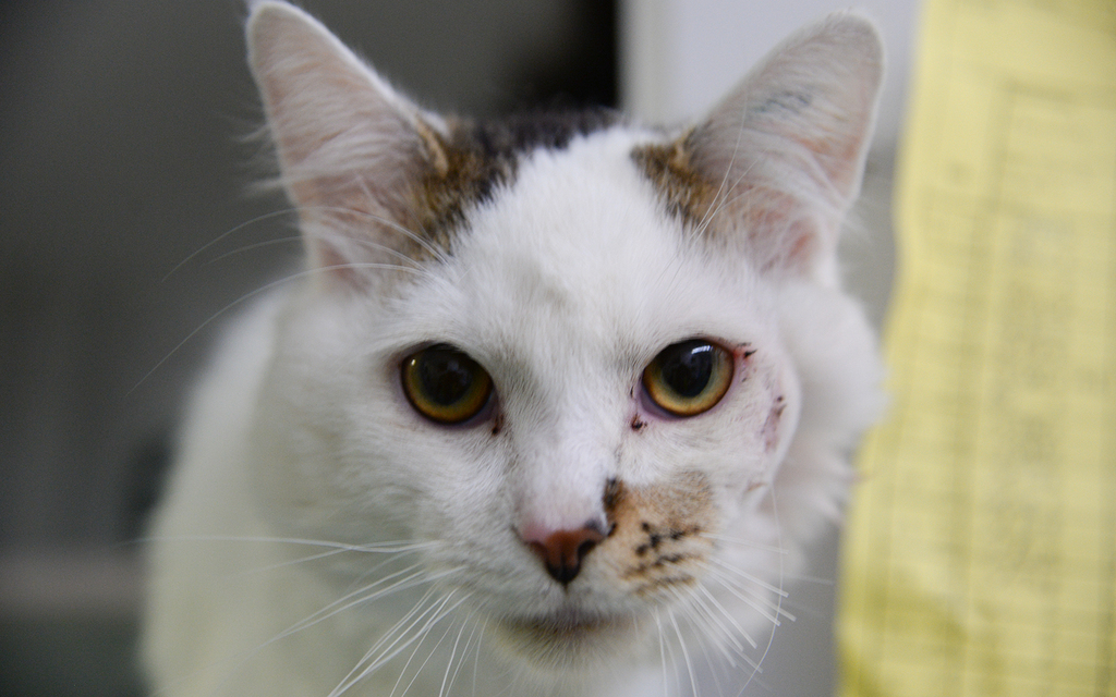 Apple Crumble - Male Domestic Medium Hair Mix Cat in VIC - PetRescue